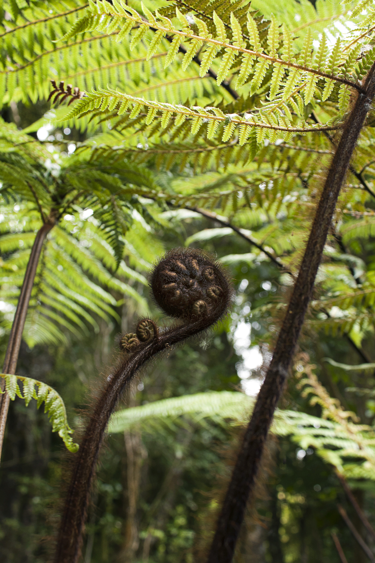 Fund projects at Tōtara Reserve | Tōtara Reserve Management Plan | Have ...
